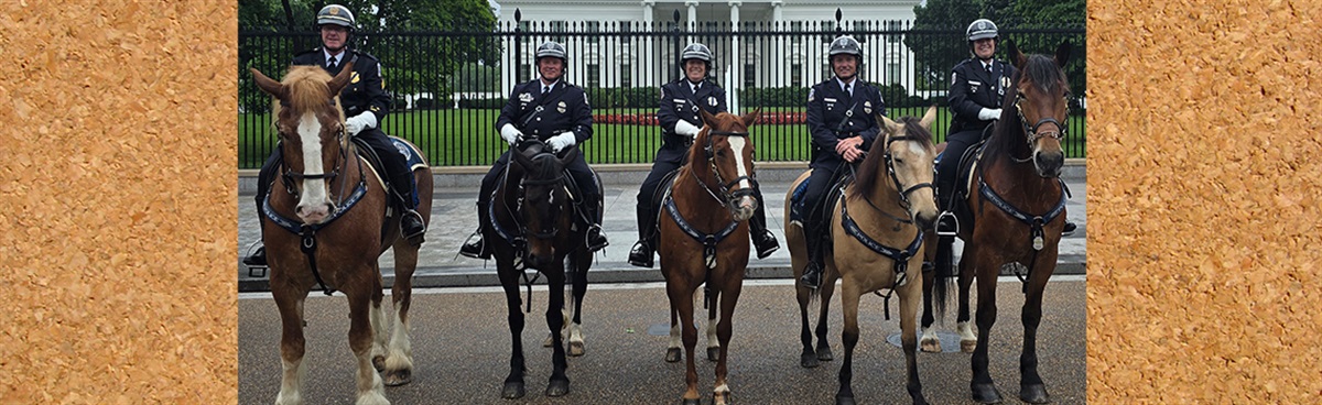 Police Mounted Horse Unit Banner Image 2 - City of Columbus, Ohio